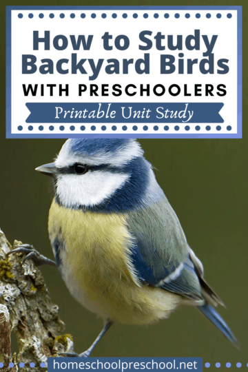 More Than 25 Bird Science Activities for Preschoolers