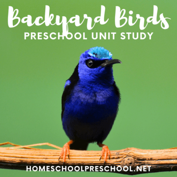 Free Resources to Teach Backyard Birds for Kids