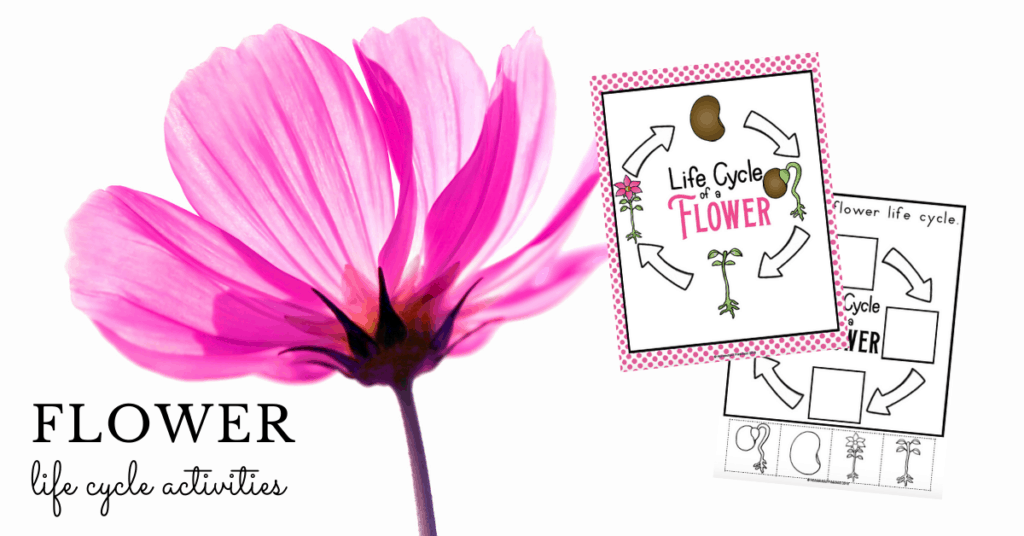 Life Cycle of a Flower for Preschool - Homeschool Preschool