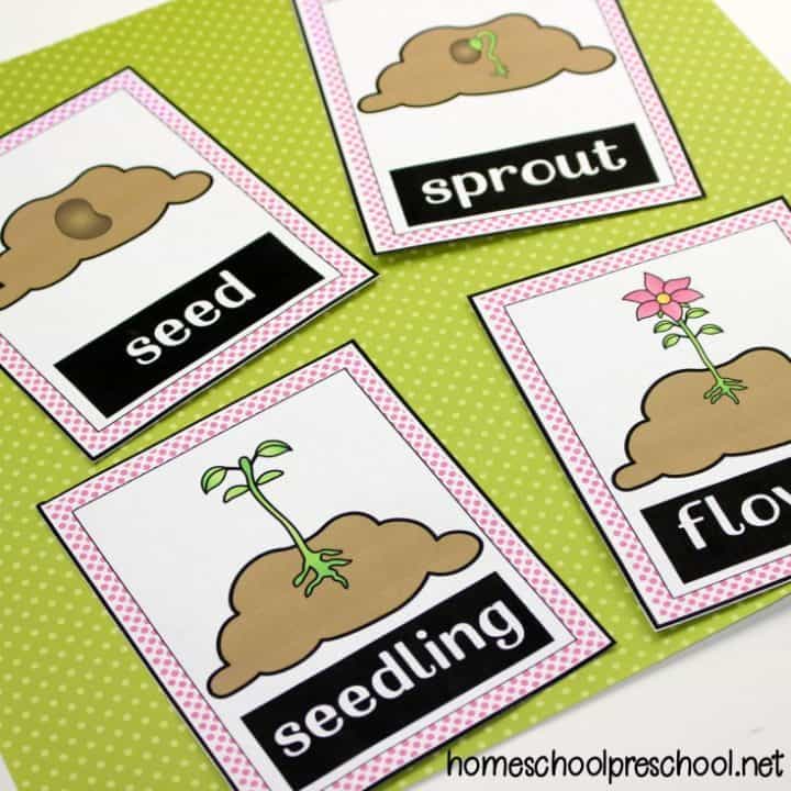 Life Cycle of a Flower for Preschool - Homeschool Preschool