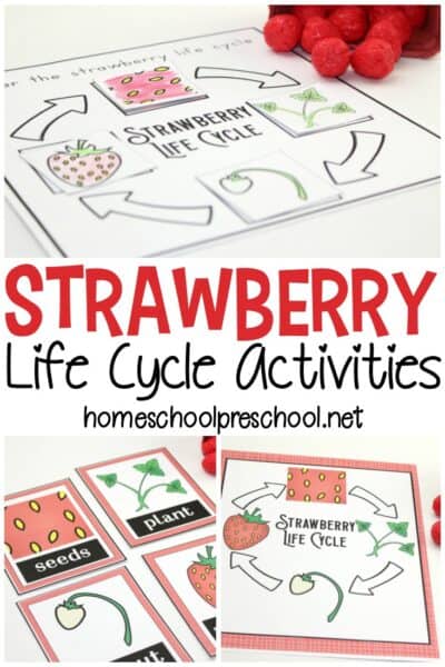 Wild Strawberry Plant Life Cycle