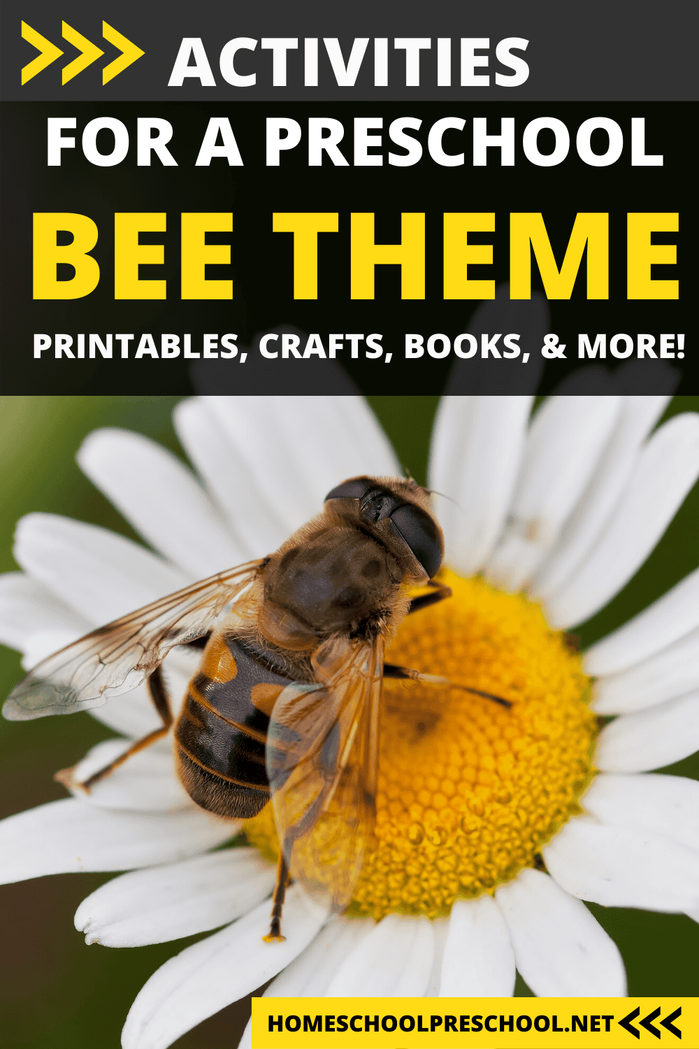 Bee Activities for Preschoolers | Fun & Educational
