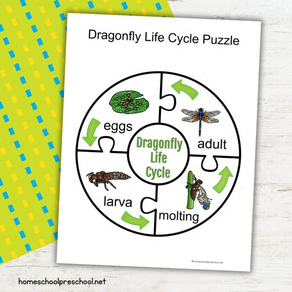 Free D is for Dragonfly Printable for Preschoolers