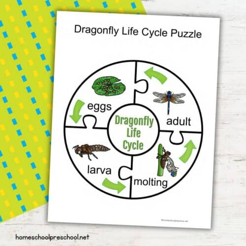 Free D is for Dragonfly Printable for Preschoolers