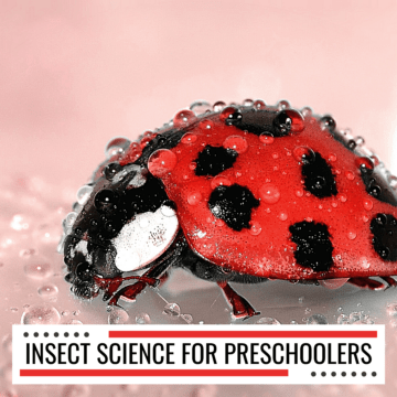 20 Engaging Insect Science Activities for Preschoolers