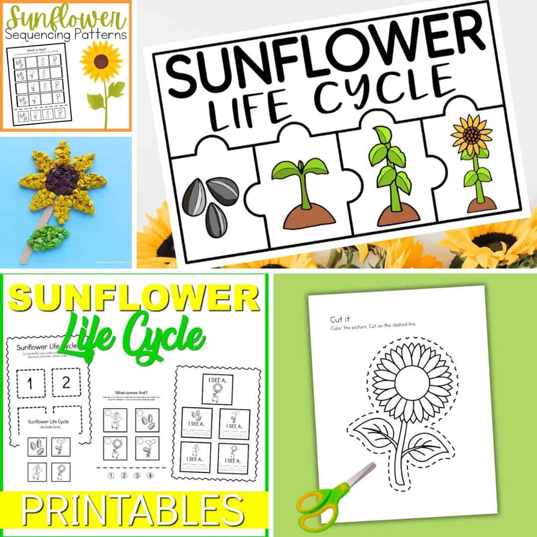 25+ Sunflower Preschool Activities for Hands-On Learning Fun