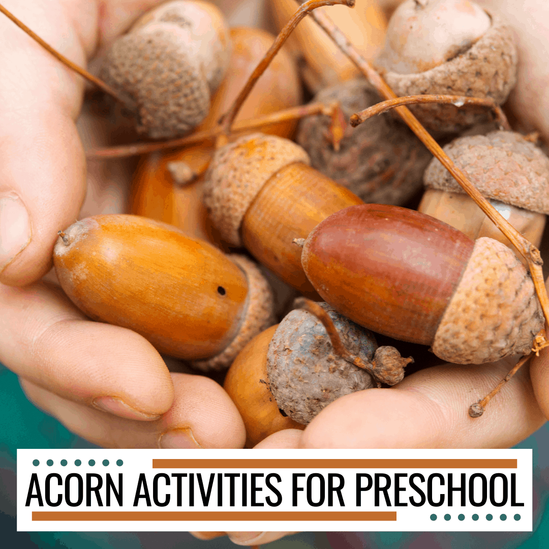Acorn Activities for Preschool