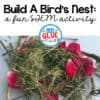 More Than 25 Bird Science Activities for Preschoolers