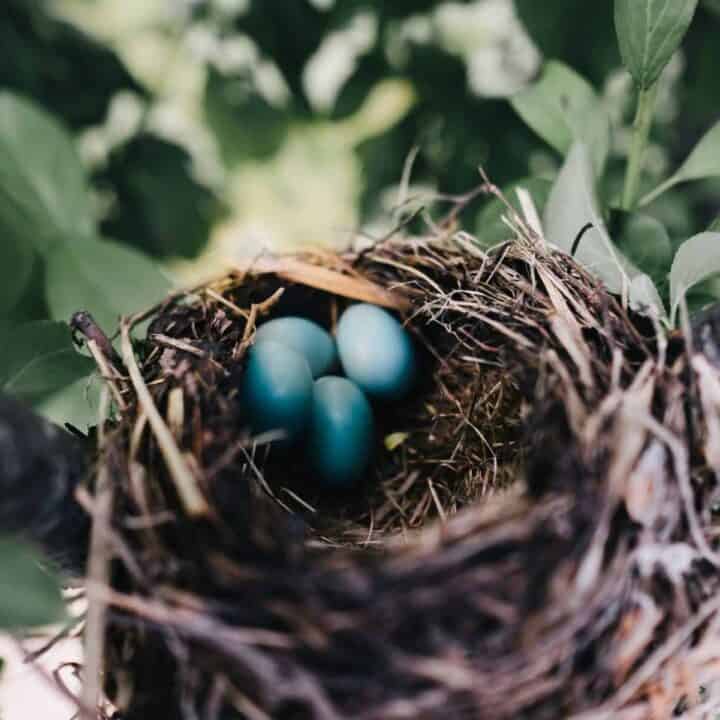 More Than 25 Bird Science Activities for Preschoolers