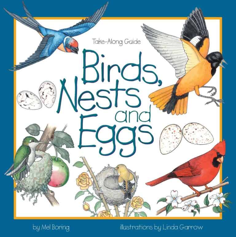 Kids Books About Birds Perfect for Spring Reading