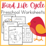 Printable Diagram of the Life Cycle of a Bird for Preschool