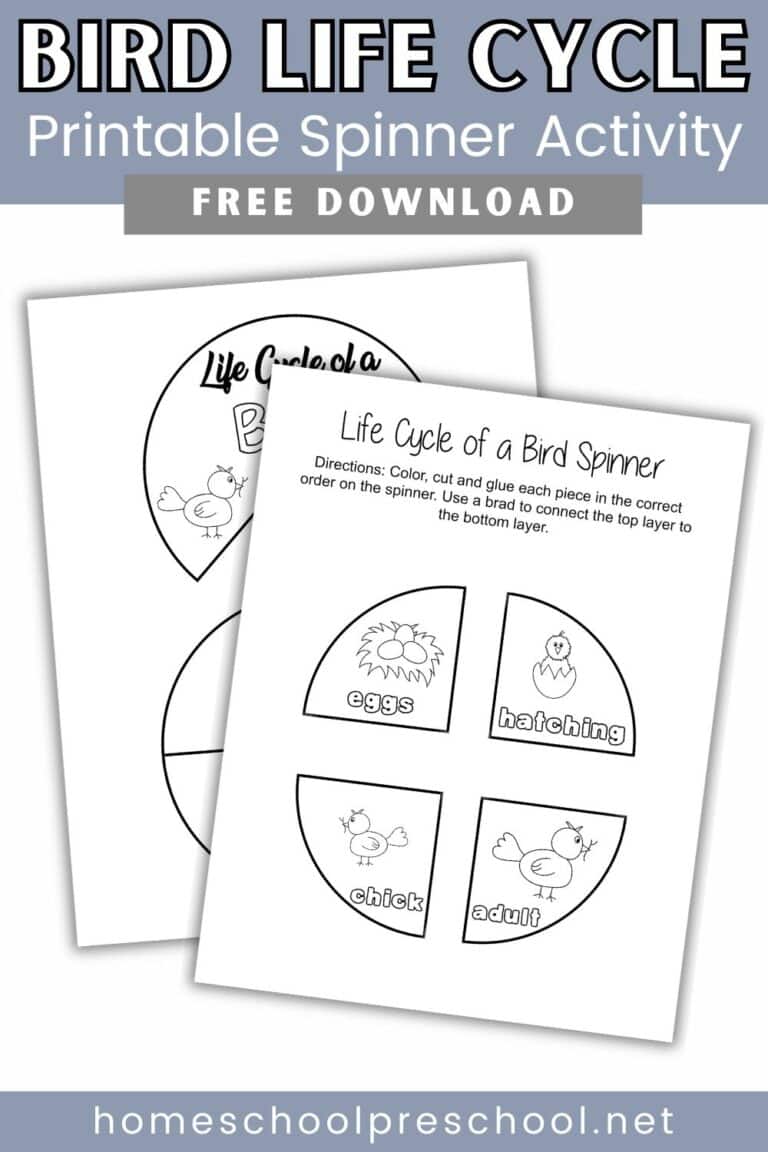 Free Bird Life Cycle Printable Spinner for Preschoolers