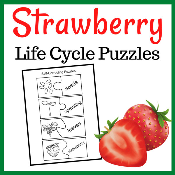 Printable Strawberry Life Cycle Preschool Worksheets