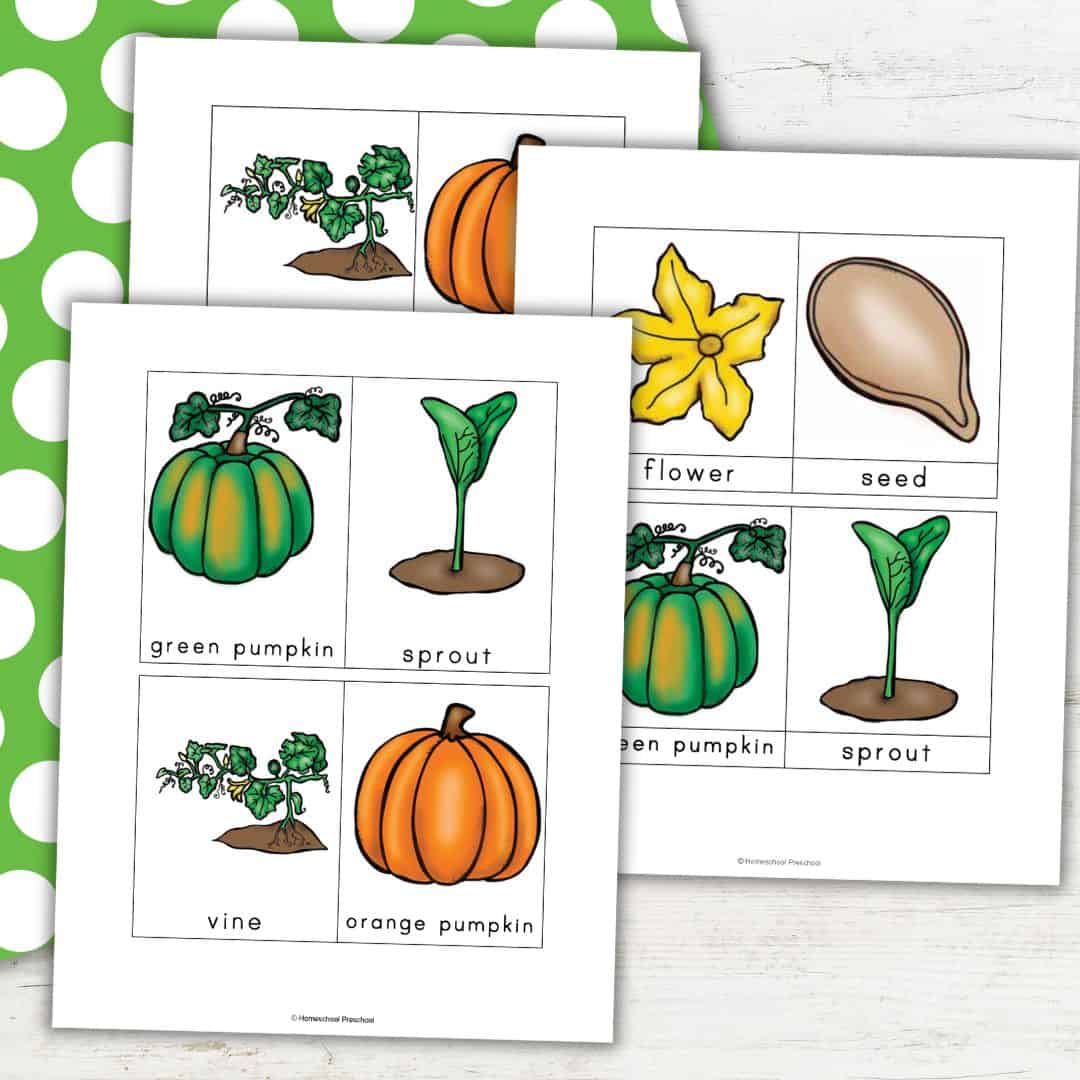 Life Cycle of a Pumpkin Printable Activities for Preschool