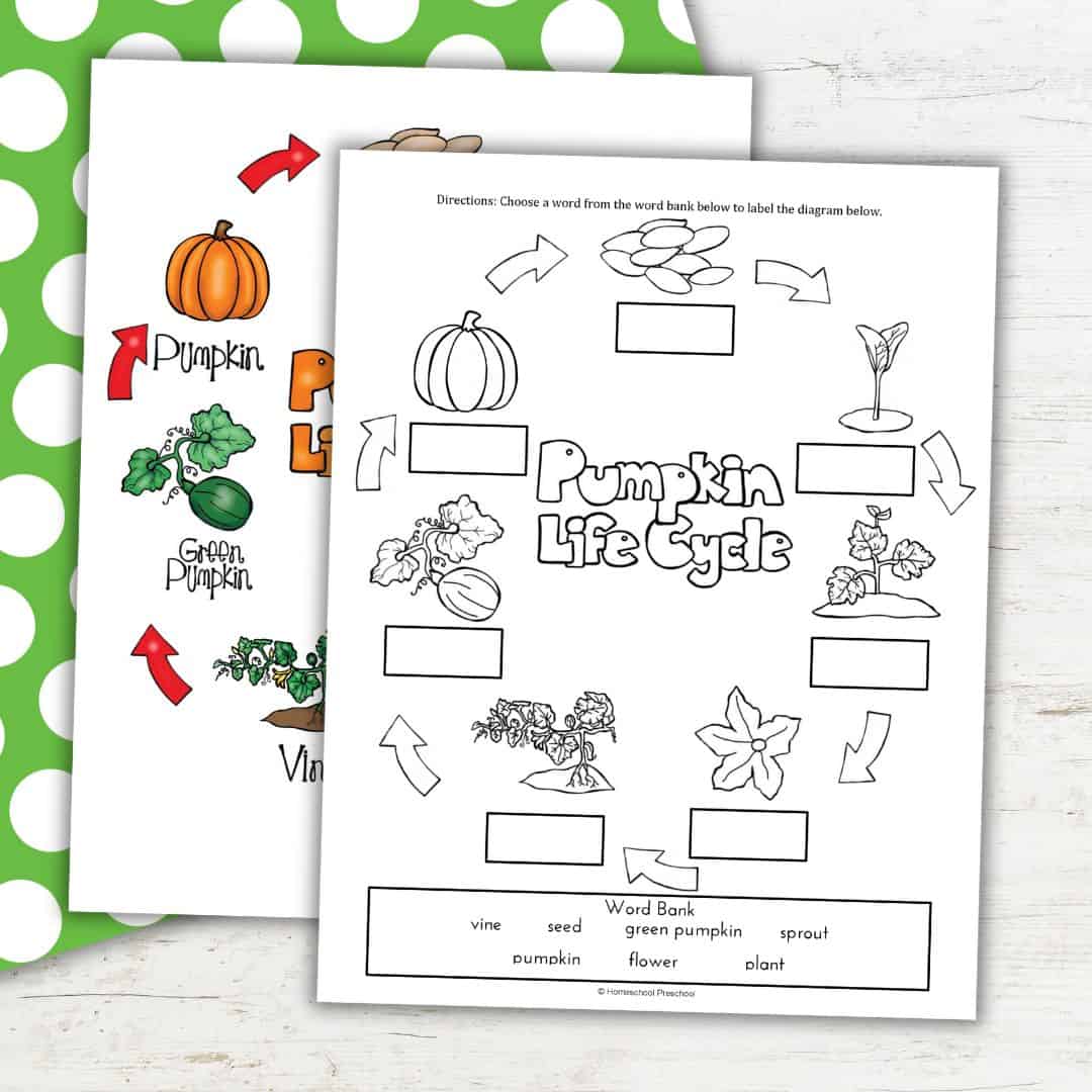 Life Cycle of a Pumpkin Printable Activities for Preschool