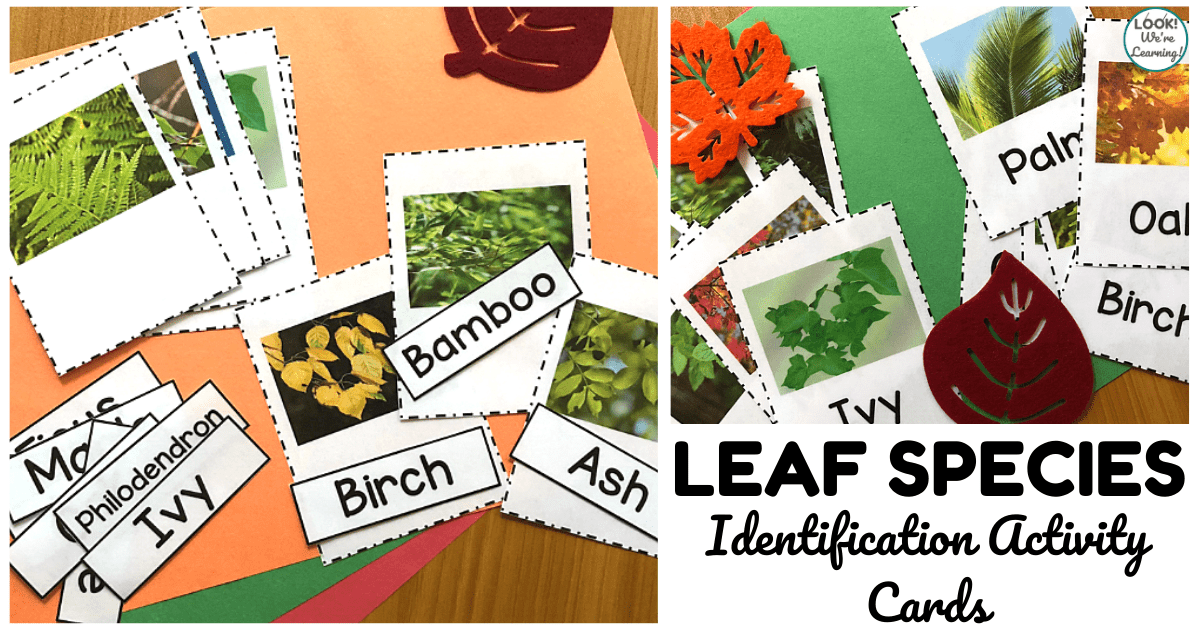 20+ Engaging Leaf Science Activities for Preschoolers