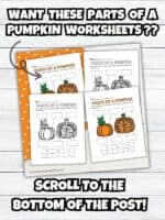 Label the Parts of a Pumpkin – Free Printable for Preschool