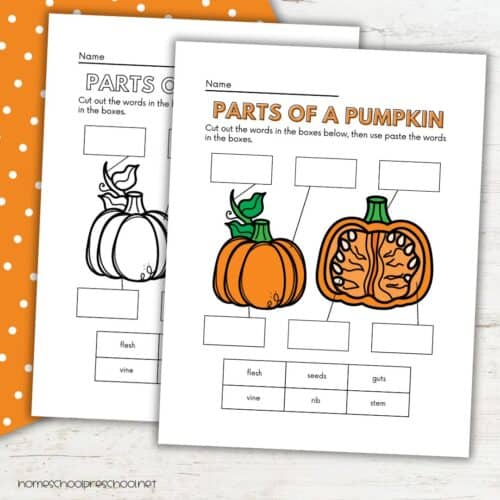 Label the Parts of a Pumpkin – Free Printable for Preschool