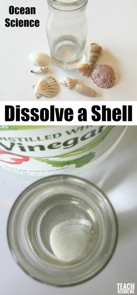 20 Ocean Science Experiments for Preschoolers