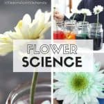 Flower Science Activities for Preschoolers