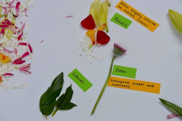 Flower Science Activities for Preschoolers