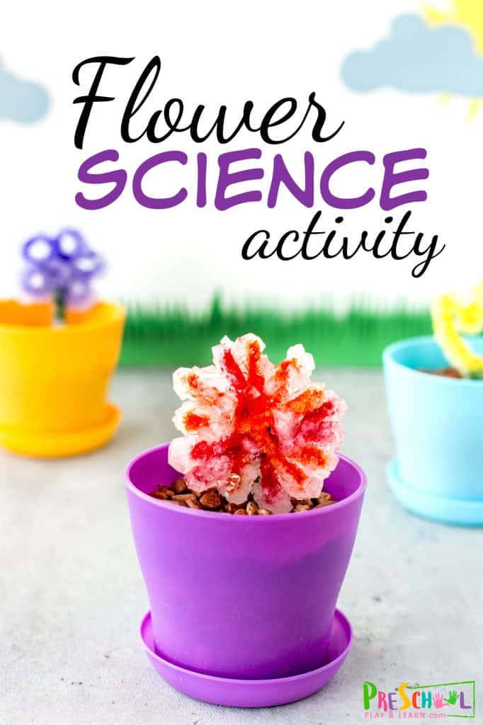 Flower Science Activities for Preschoolers