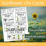 Printable Sunflower Life Cycle Activity