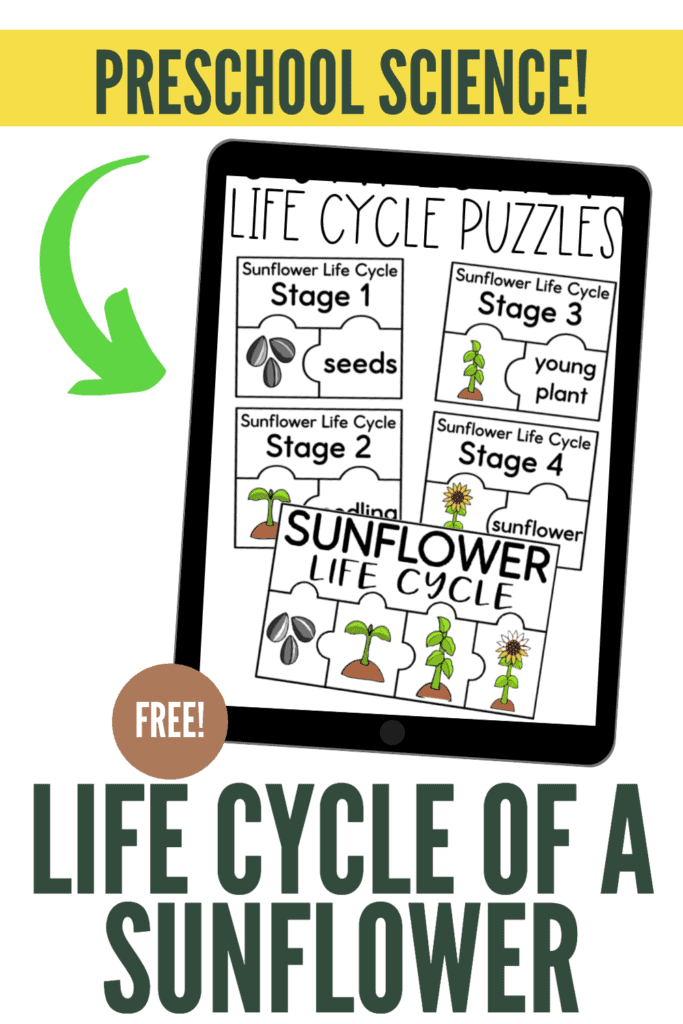 Printable Sunflower Life Cycle Activity