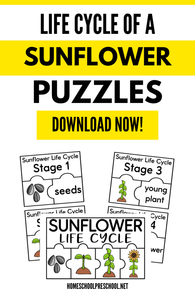 Printable Sunflower Life Cycle Activity