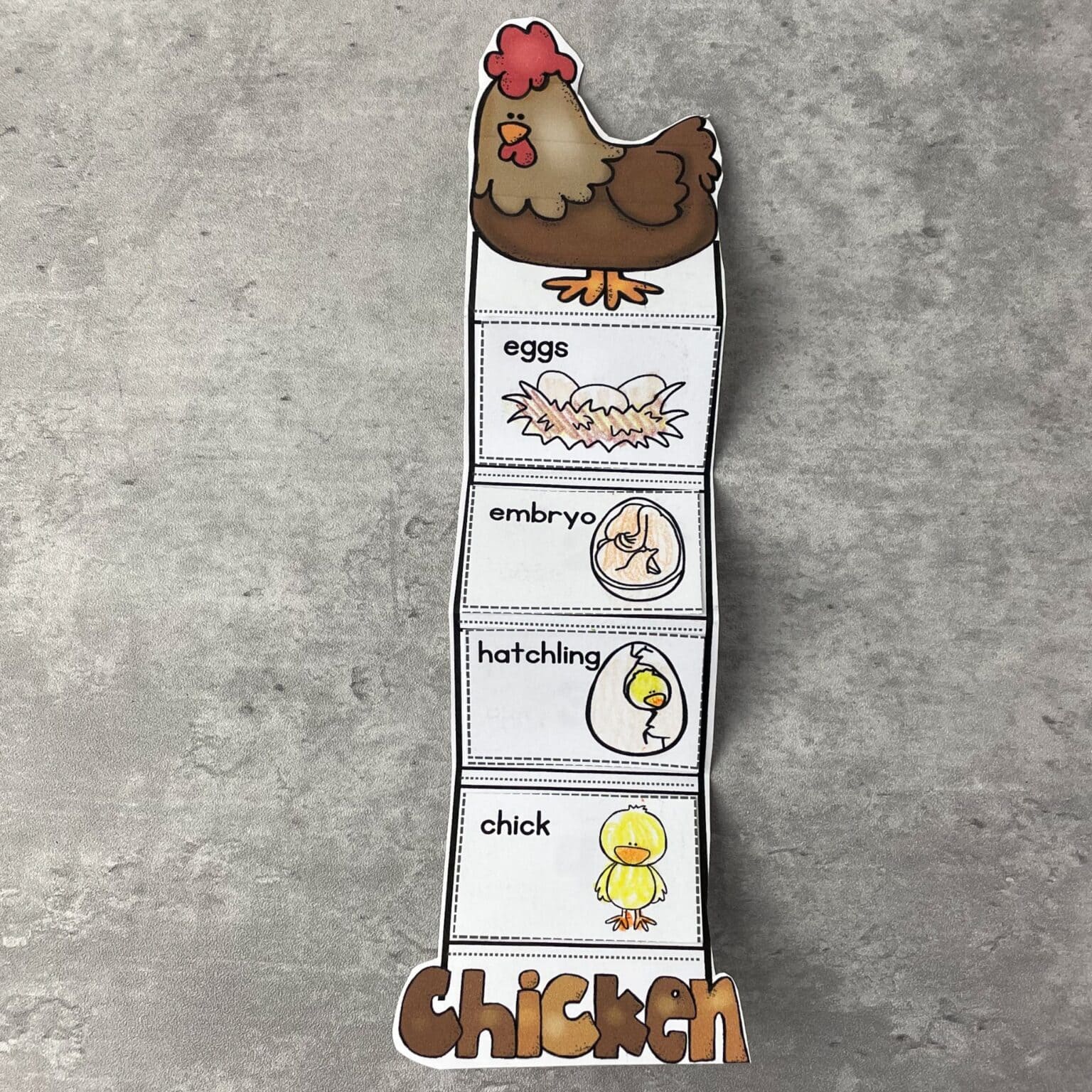 Free Printable Chicken Life Cycle Craft for Preschoolers