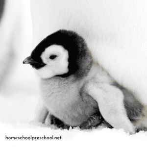 Interactive and Fun Penguin Lesson Plans for Children