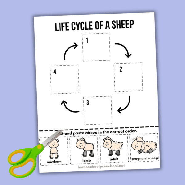 Life Cycle of a Sheep Worksheet for Kids