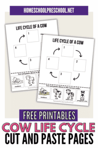 Printable Life Cycle of a Cow for Kids Worksheets