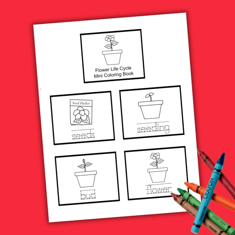 Life Cycle of a Flower Worksheet for Preschool Kids