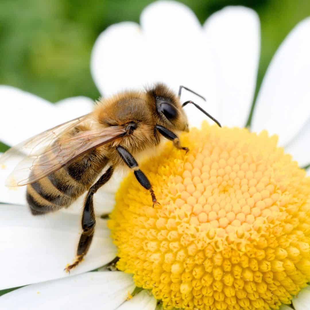 Bee Science Activities for Preschool – Easy, Fun & Hands-On!