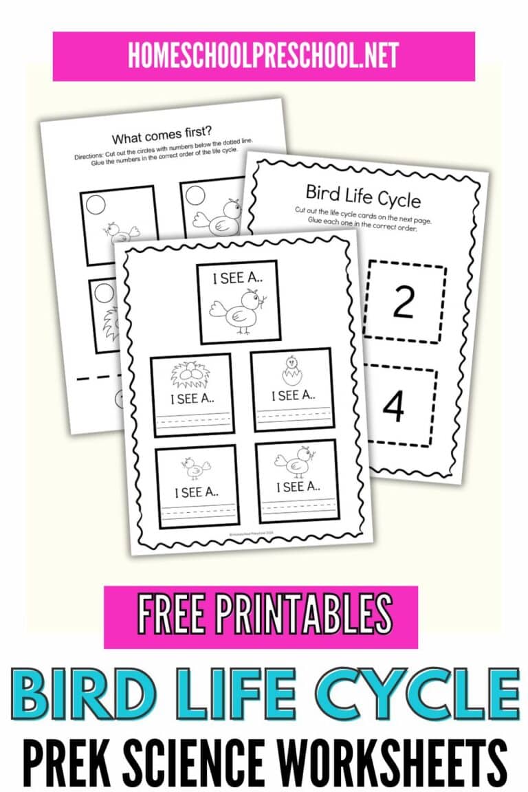 Bird Life Cycle: Fun Worksheets for Preschoolers