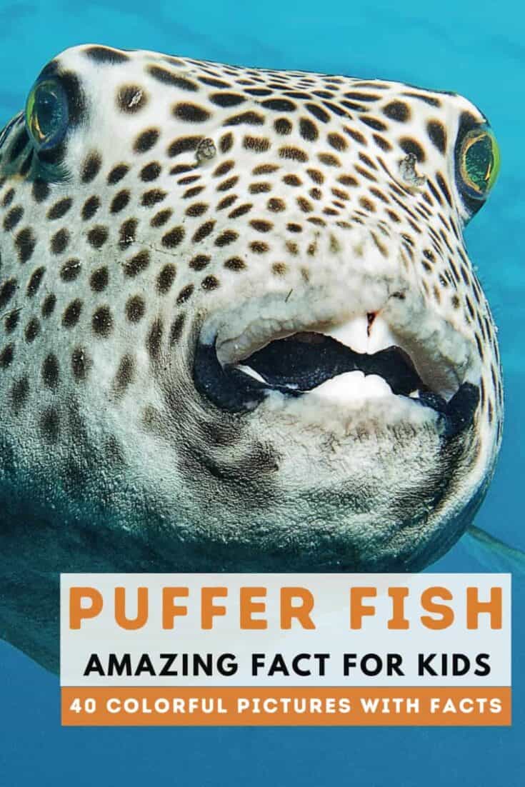 Engaging Fish Books for Preschoolers to Spark Learning