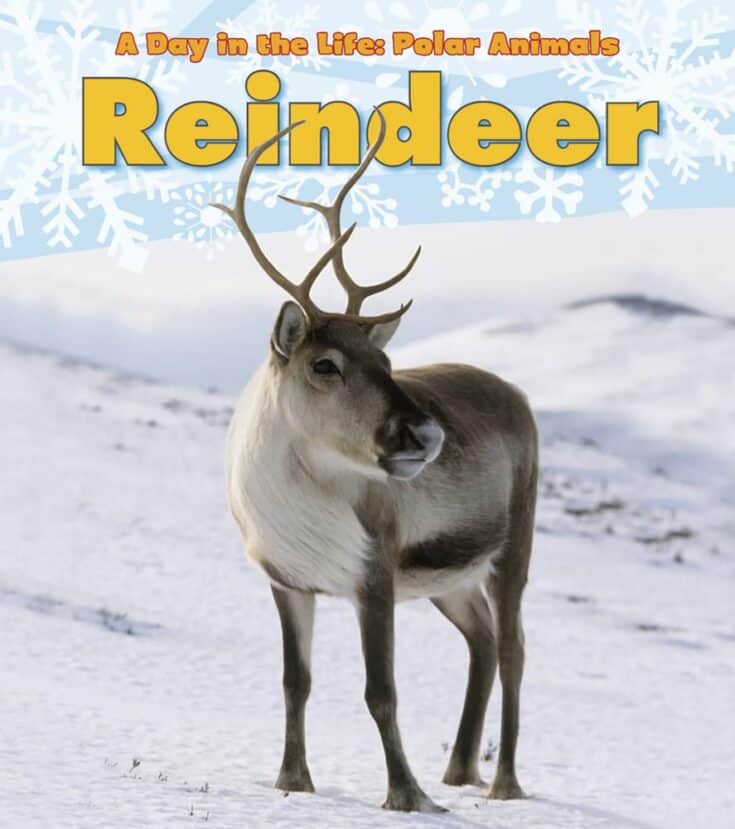 Top Reindeer Books for Kindergarten This Holiday Season