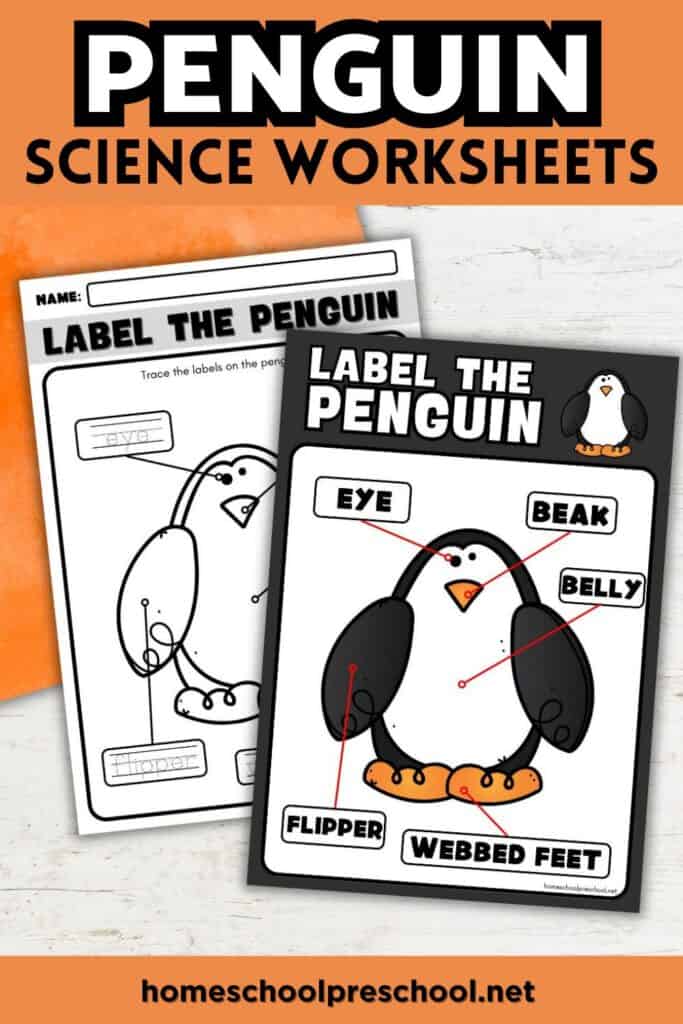 Parts of a Penguin Worksheet (Free Printable for Preschool)