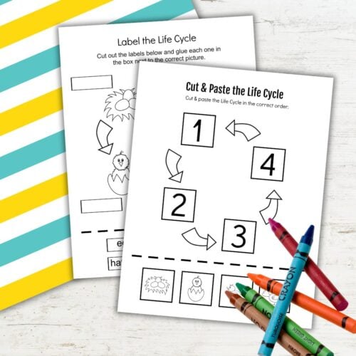 Life Cycle of a Bird Free Printable for Preschool & Kinder