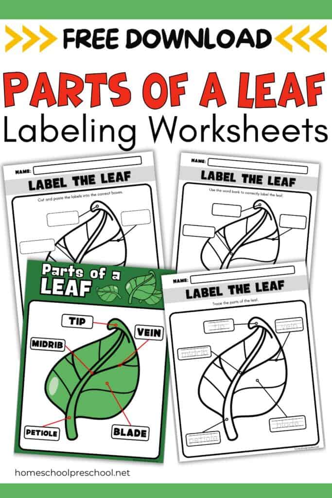 Parts of a Leaf for Preschool – Free Printable Worksheets