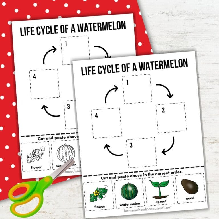 Watermelon Life Cycle Worksheet for Preschool & Kindergarten