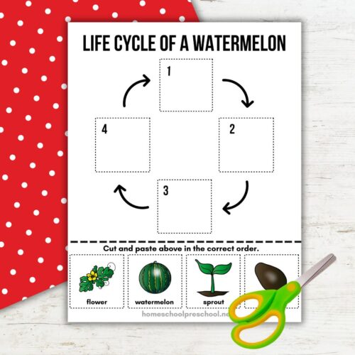 Watermelon Life Cycle Worksheet for Preschool & Kindergarten