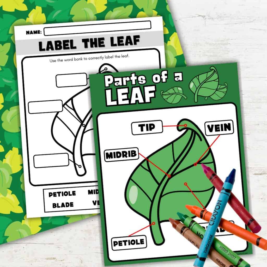 Parts of a Leaf for Preschool – Free Printable Worksheets