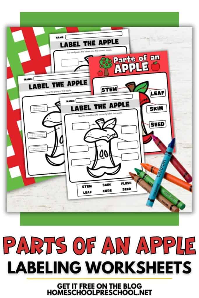 Labeling Parts of an Apple – Fun Apple Preschool Activity