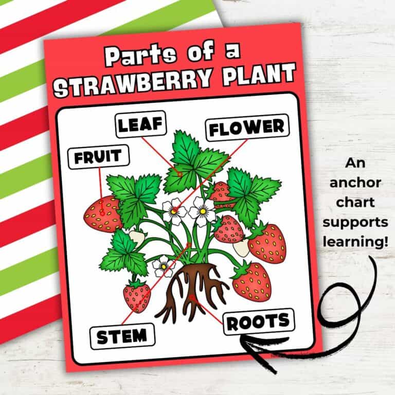 Parts of a Strawberry Plant Labeling Worksheets for Kids