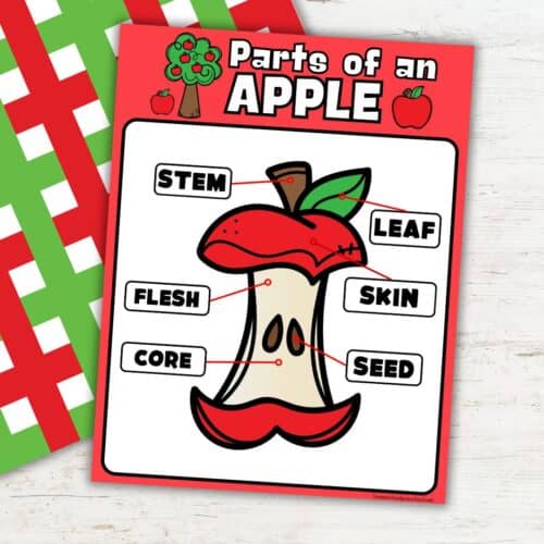 Labeling Parts of an Apple – Fun Apple Preschool Activity