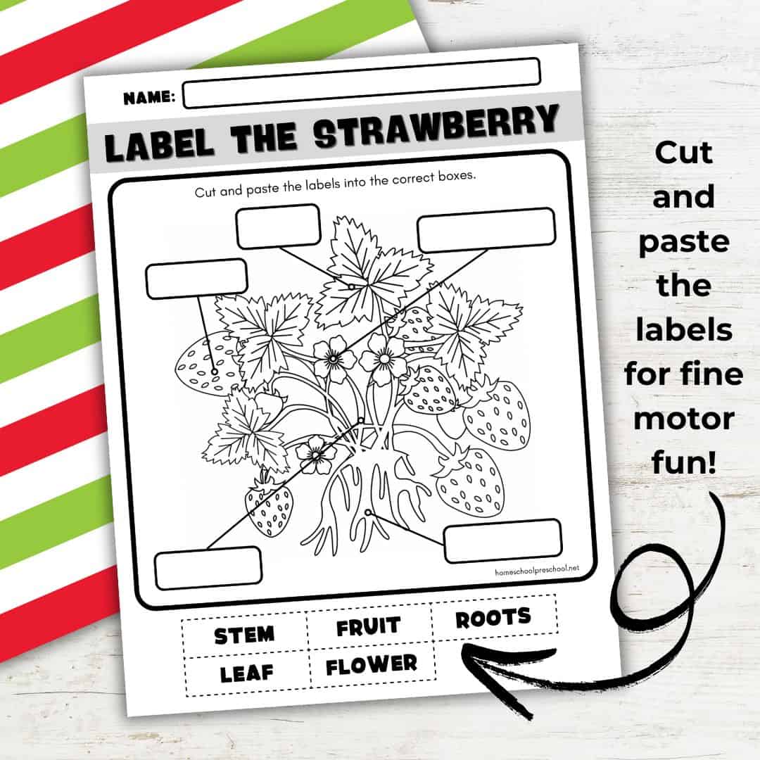 Parts of a Strawberry Plant Labeling Worksheets for Kids