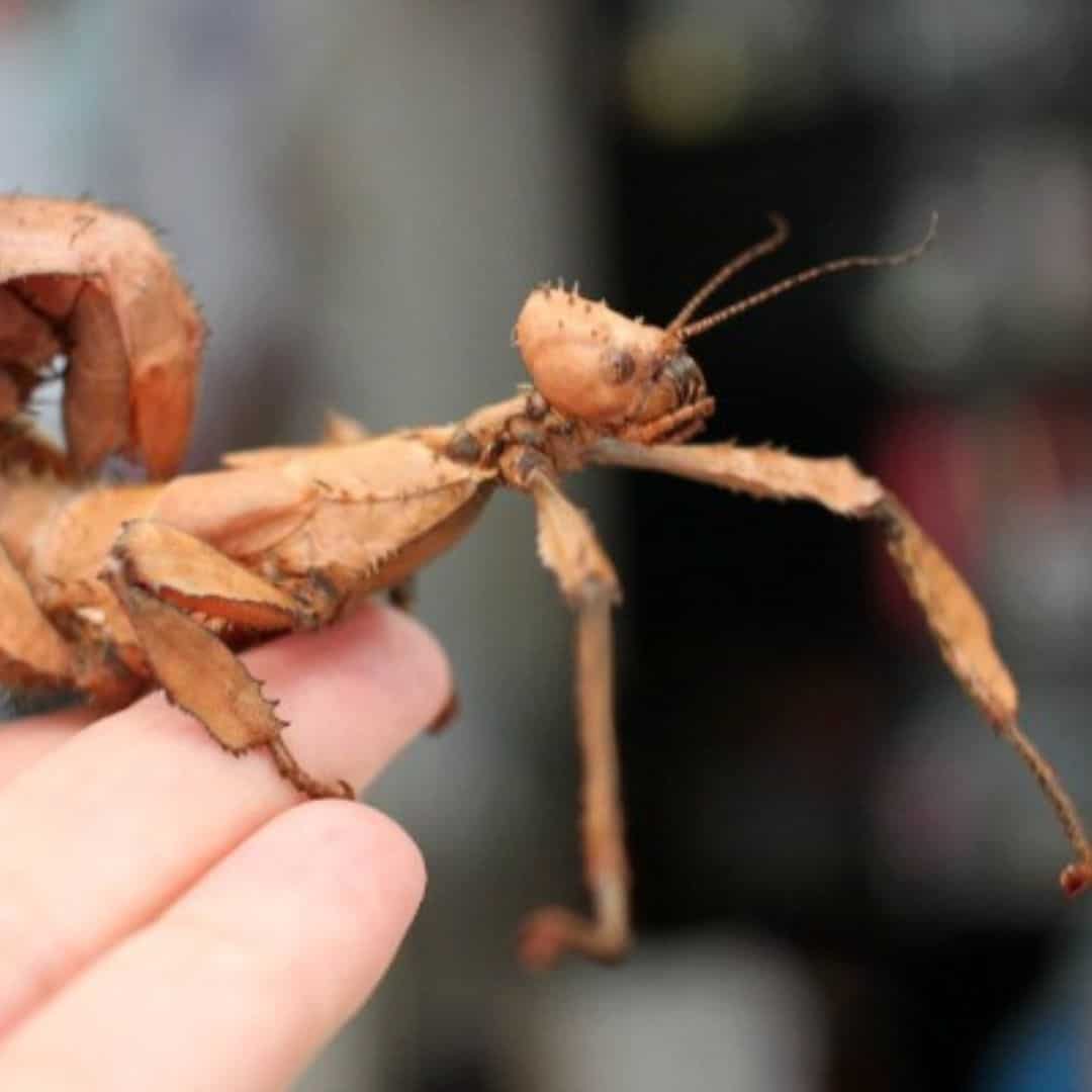 Outdoor Bug Activities for Preschoolers to Explore