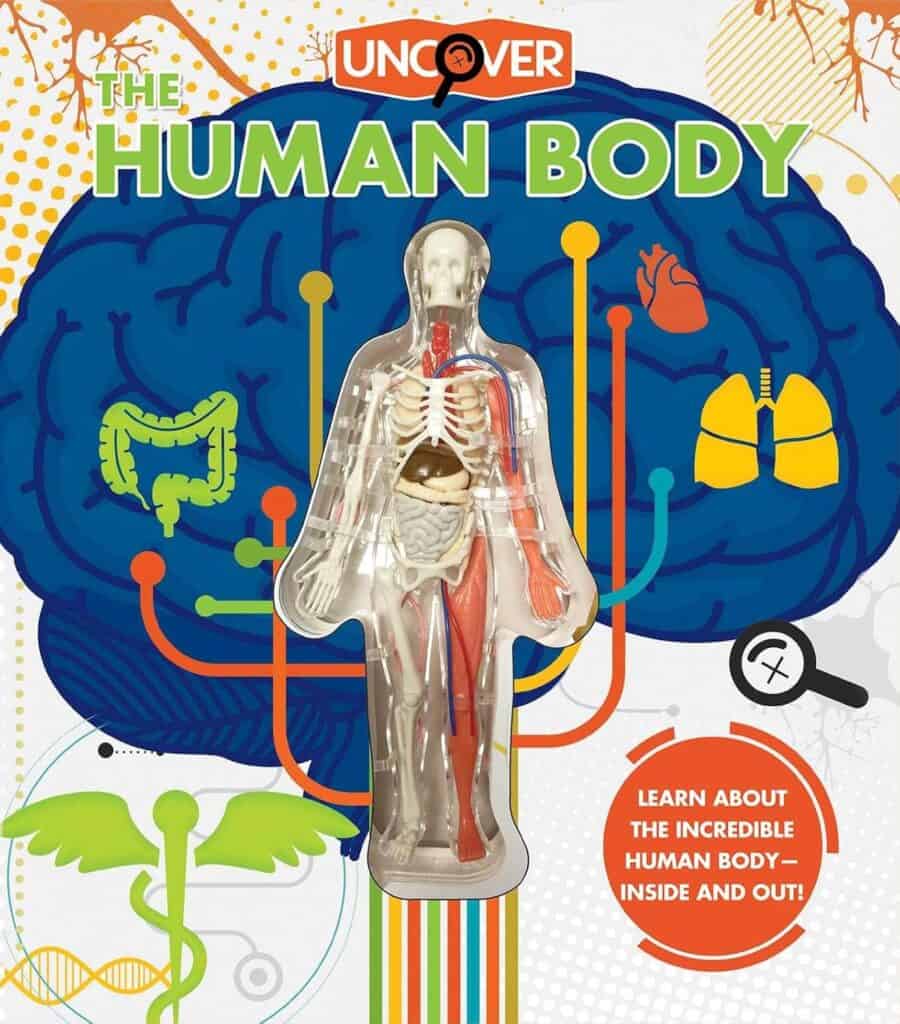 Human Life Cycle Books for Preschoolers: Fun & Simple Picks